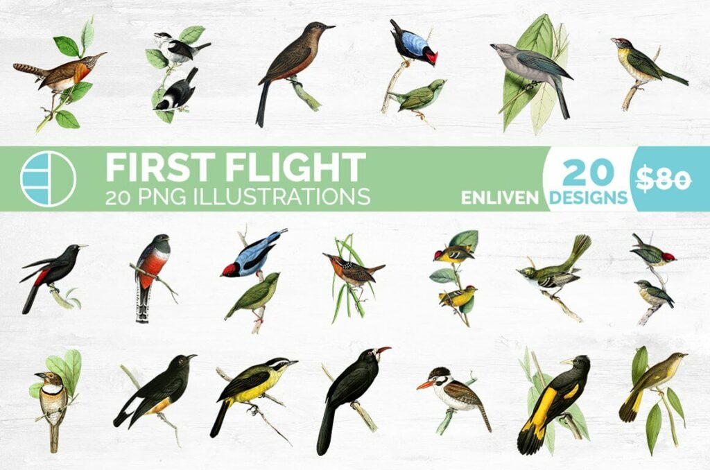 Bird Bundle (100 Birds) – MasterBundles
