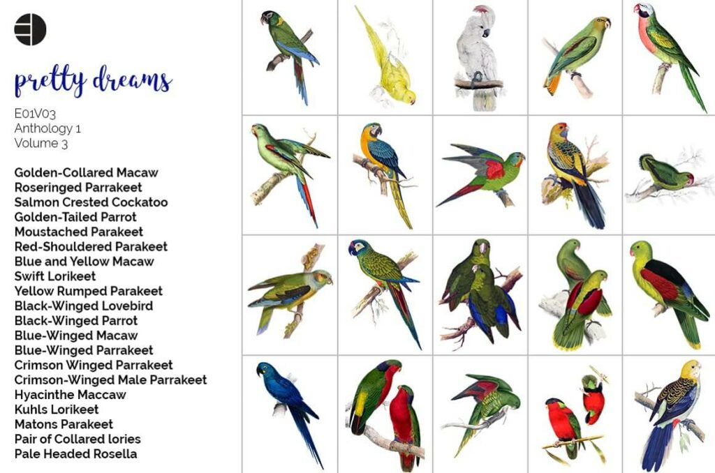 Bird Bundle (100 Birds) – MasterBundles