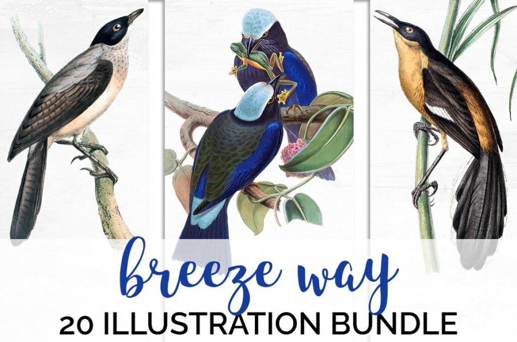 Bird Bundle (100 Birds) – MasterBundles