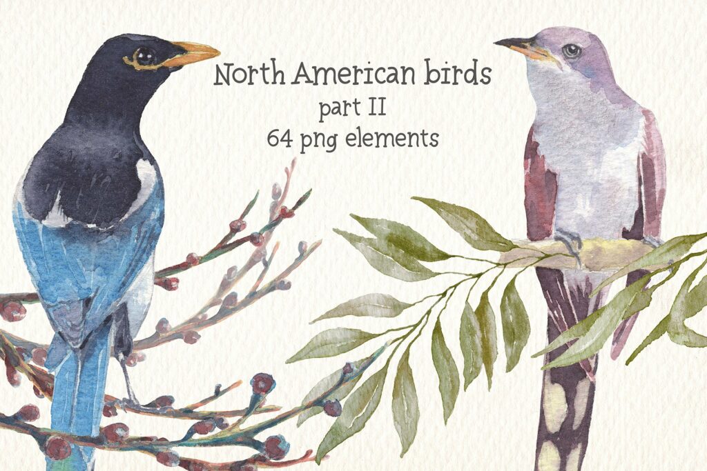 Birds Of North America Part II Watercolor Clipart – MasterBundles