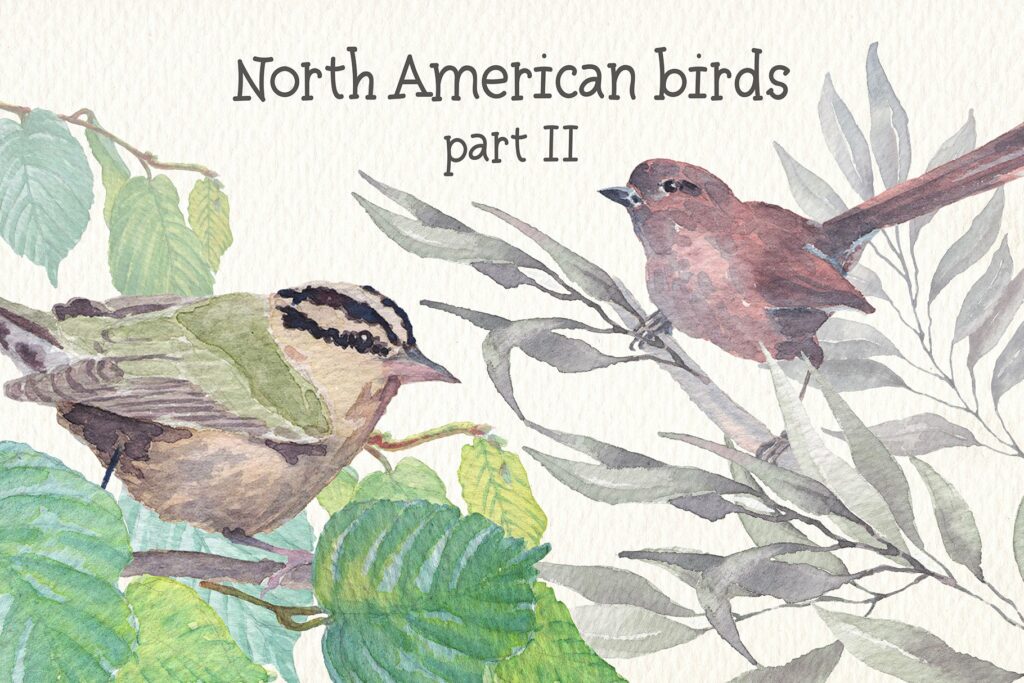 Birds Of North America Part II Watercolor Clipart – MasterBundles