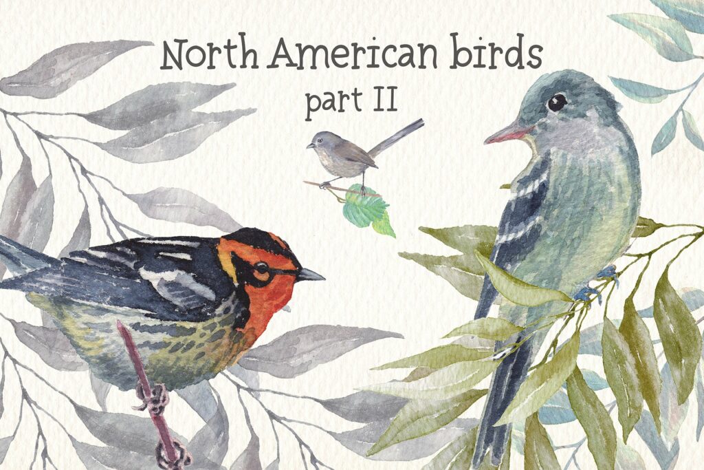 Birds Of North America Part II Watercolor Clipart – MasterBundles