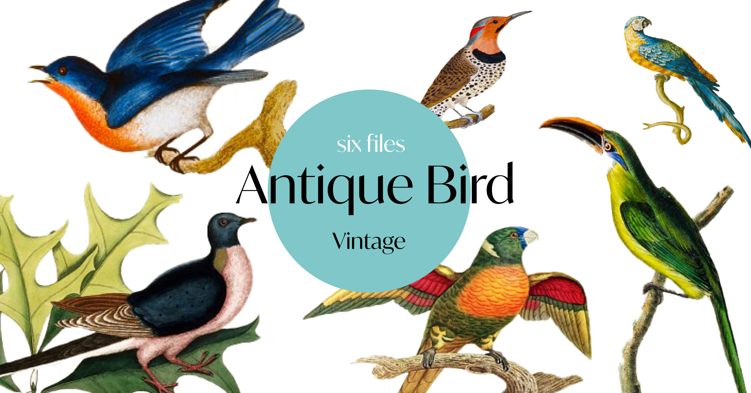 Antique Bird Clip Art – MasterBundles