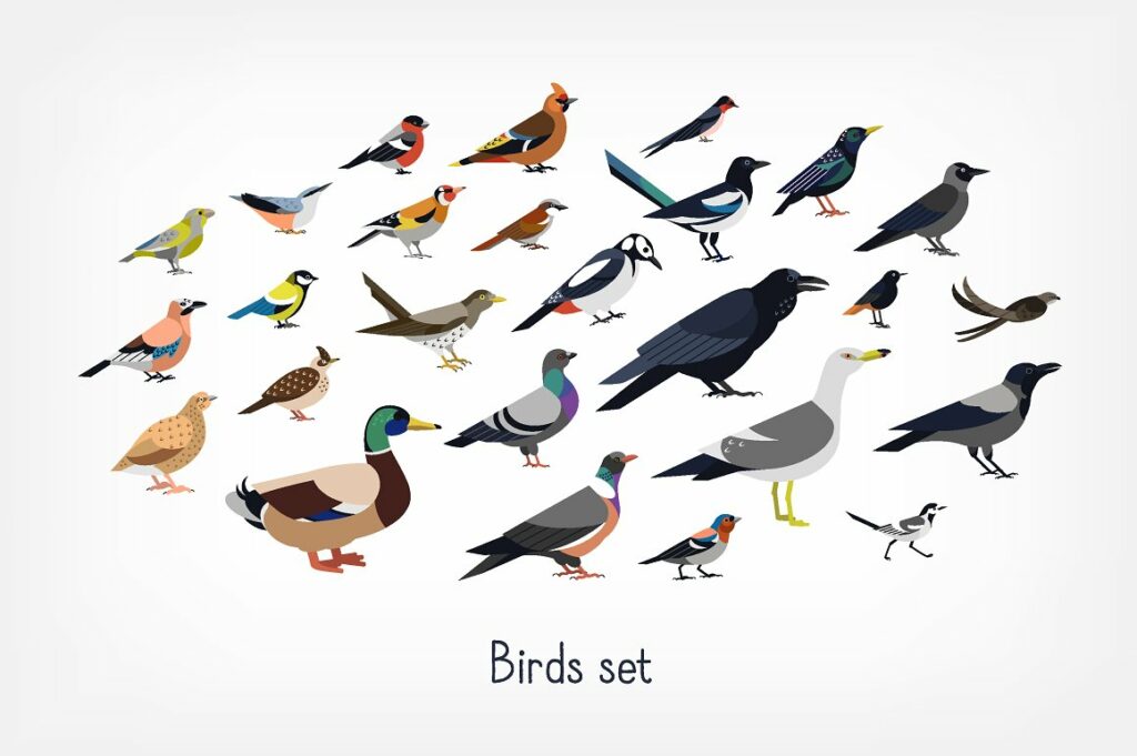 Different Birds Set – MasterBundles