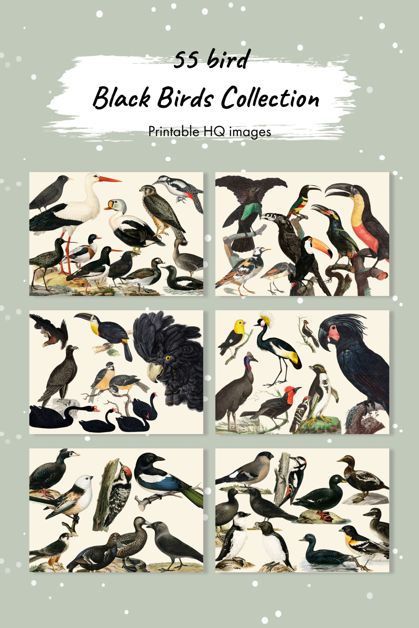 Black Birds Collection – MasterBundles