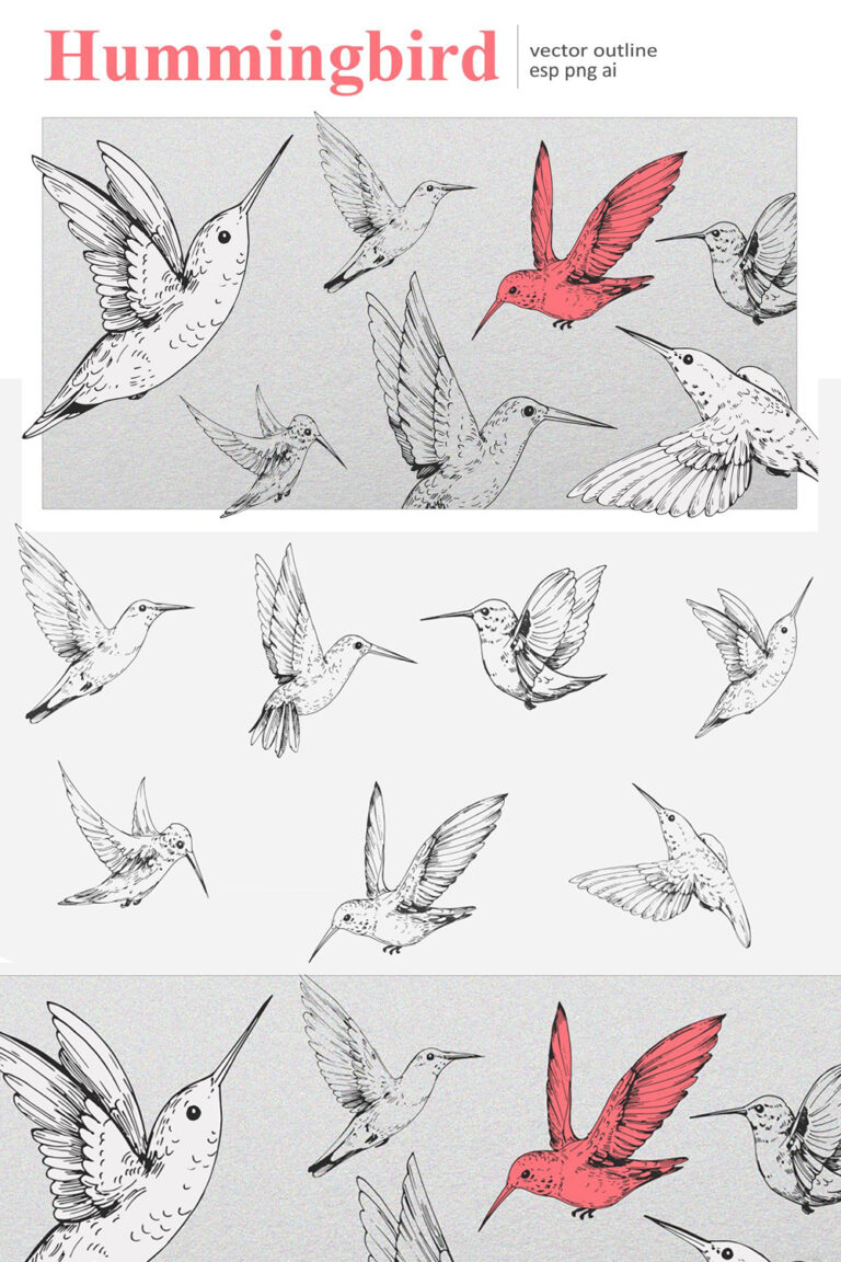 Hummingbird Outline – MasterBundles