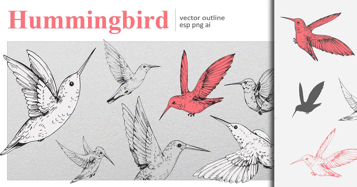 Hummingbird Outline – MasterBundles