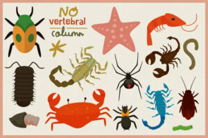 Invertebrate Animals Vector Clipart Pack – MasterBundles