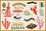 Invertebrate Animals Vector Clipart Pack – MasterBundles