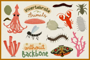 Invertebrate Animals Vector Clipart Pack – MasterBundles