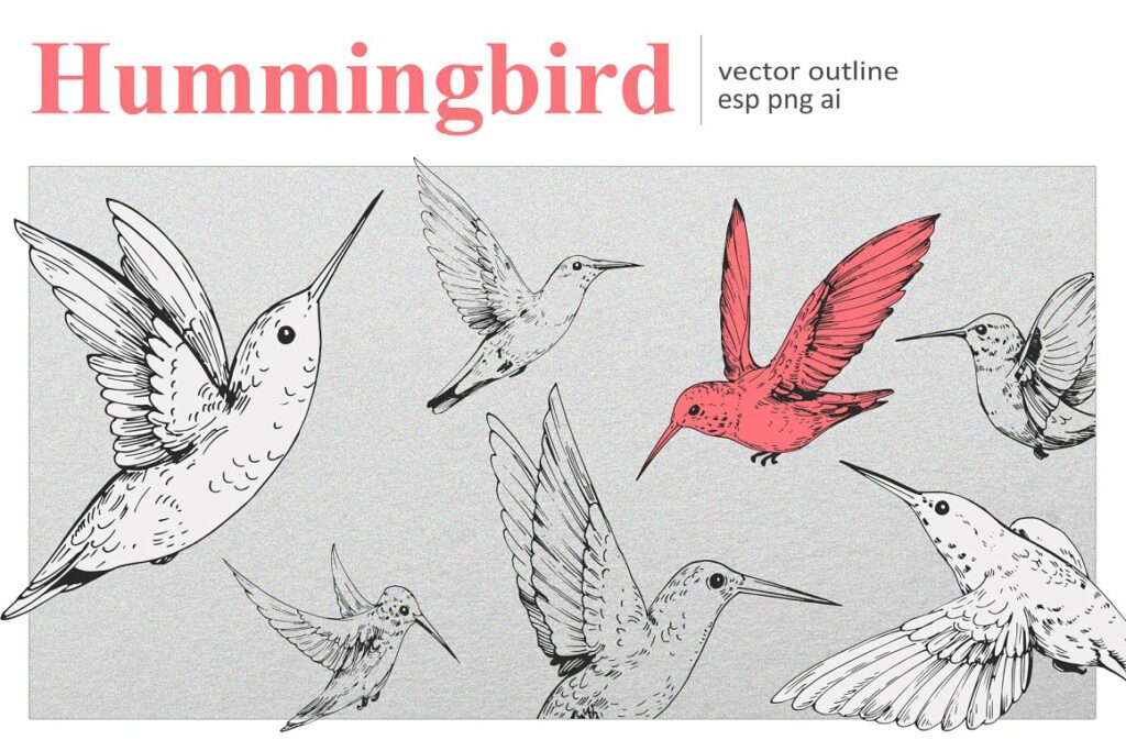 Hummingbird Outline – MasterBundles