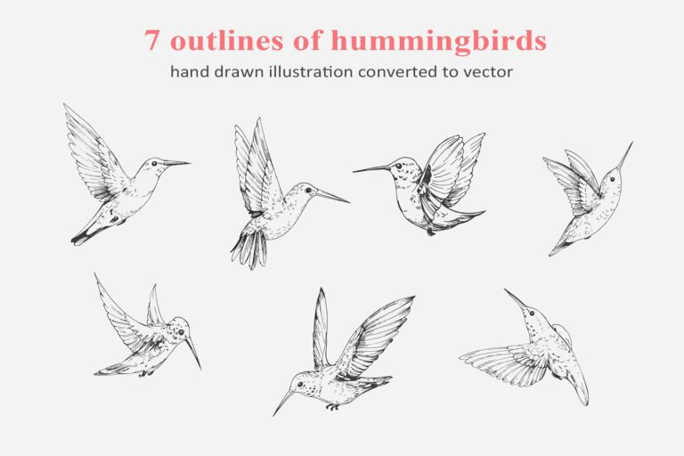 Hummingbird Outline – MasterBundles