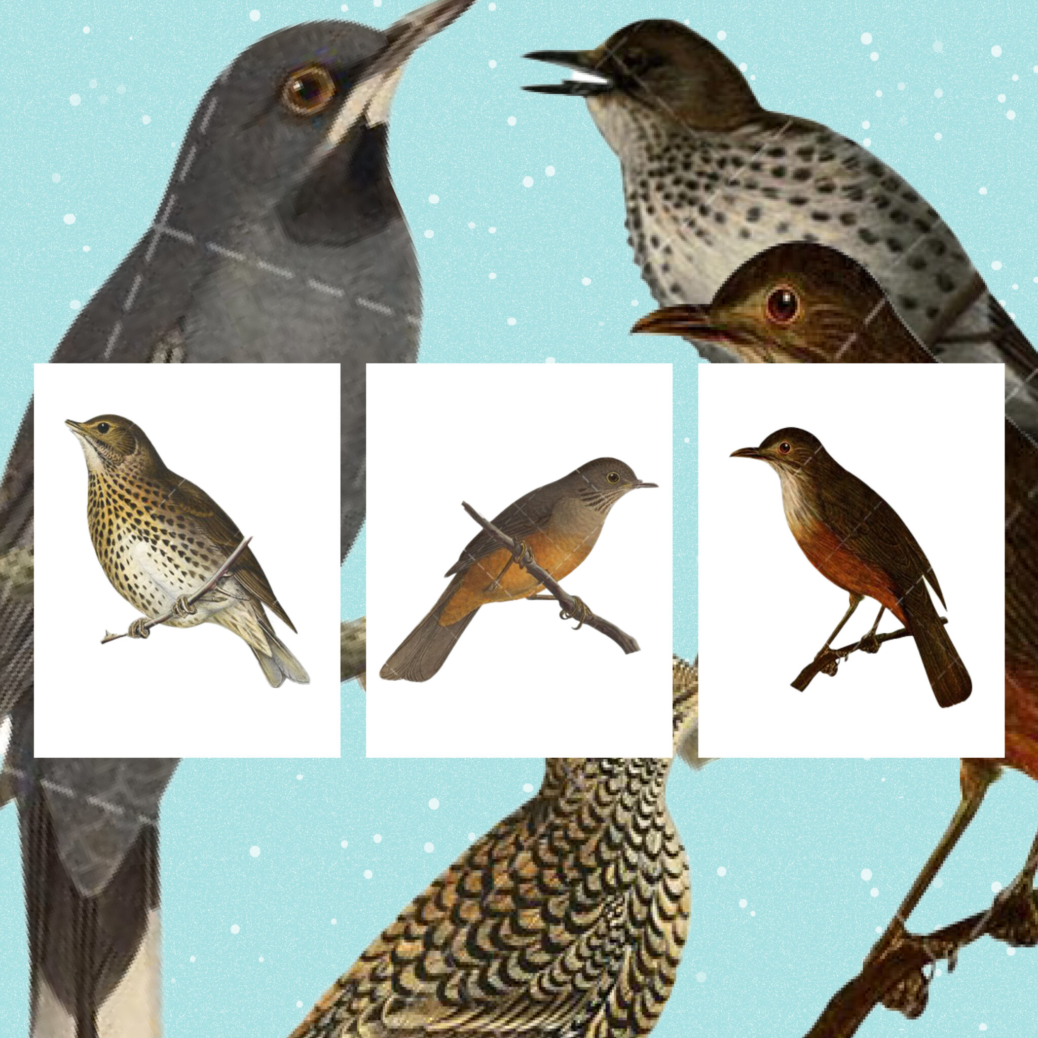 Thrush Vintage Animal Illustration Clip Art, Clipart – MasterBundles