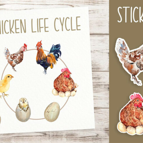 Chicken Life Cycle Clip Arts & Print | Master Bundles