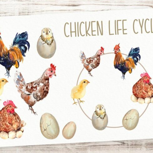 Chicken Life Cycle Clip Arts & Print | Master Bundles