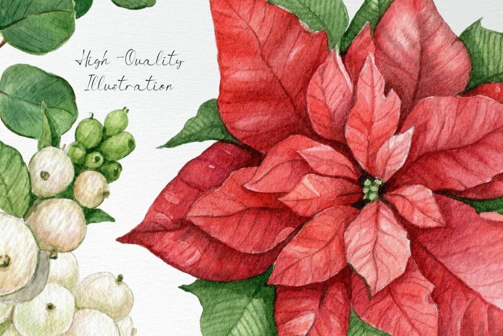 Watercolor Red Poinsettia Flower Clipart – MasterBundles
