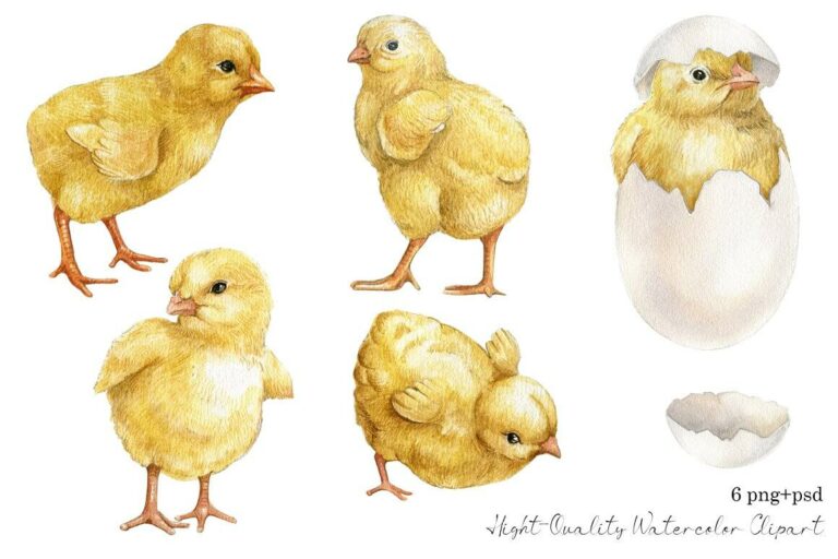 Watercolor Easter Chicken Clipart Images – MasterBundles