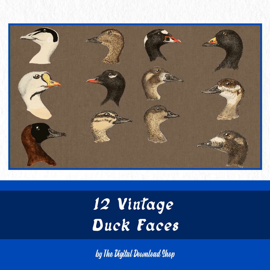 12 Vintage Duck Faces – MasterBundles