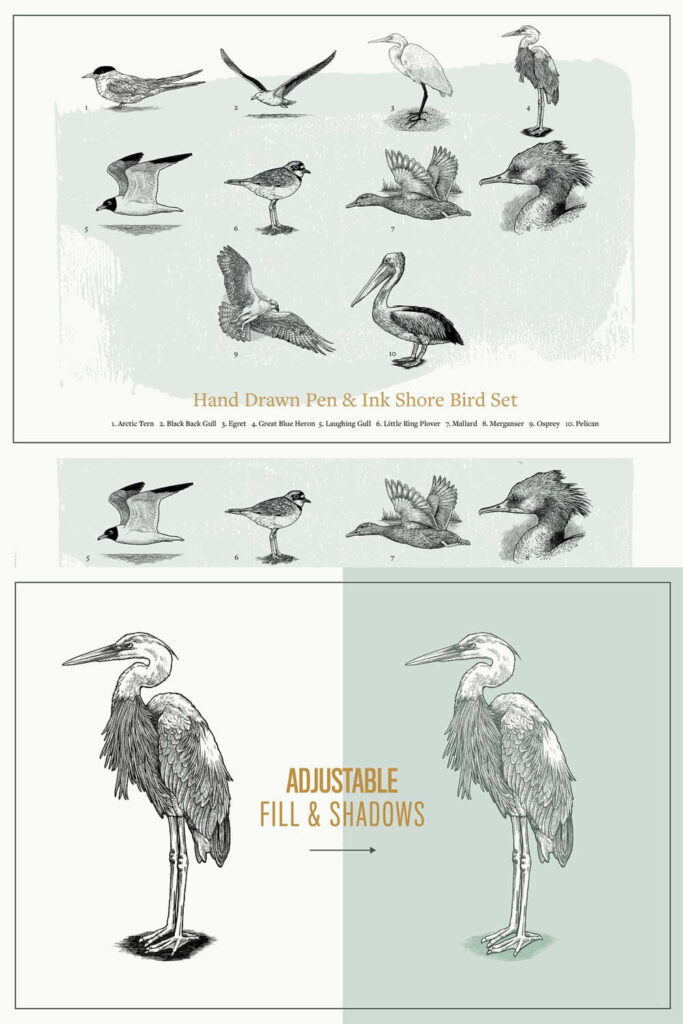Hand Drawn Shorebirds Set – MasterBundles