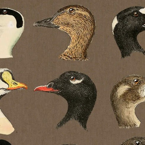 12 Vintage Duck Faces | Master Bundles