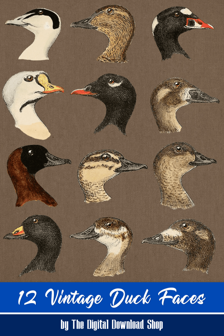 12 Vintage Duck Faces – MasterBundles