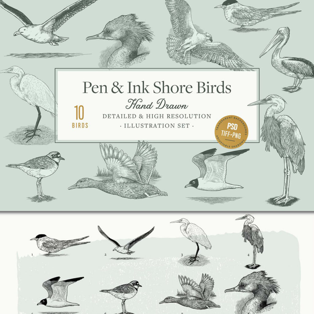 Hand Drawn Shorebirds Set – MasterBundles