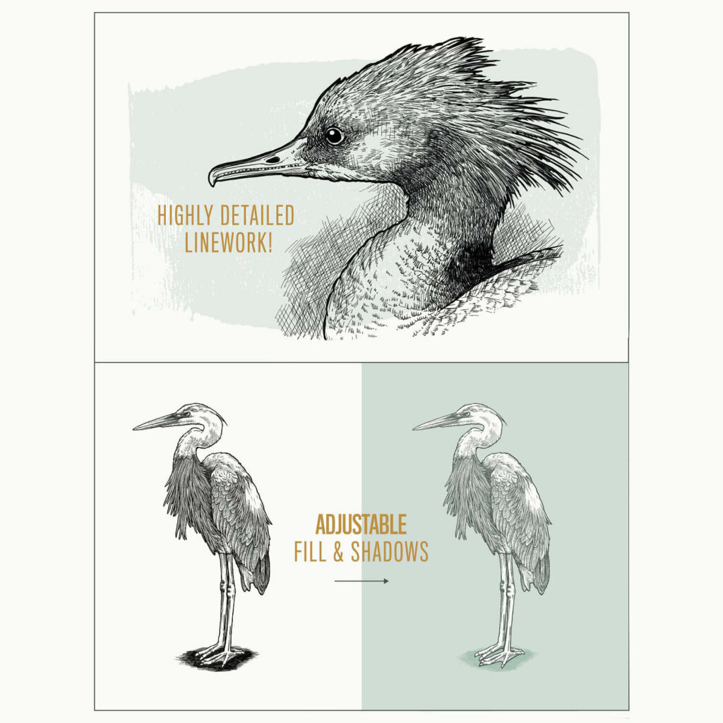 Hand Drawn Shorebirds Set – MasterBundles
