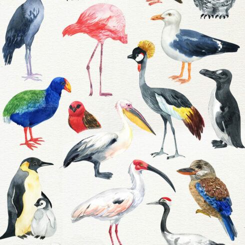 Watercolor Birds Set | Master Bundles