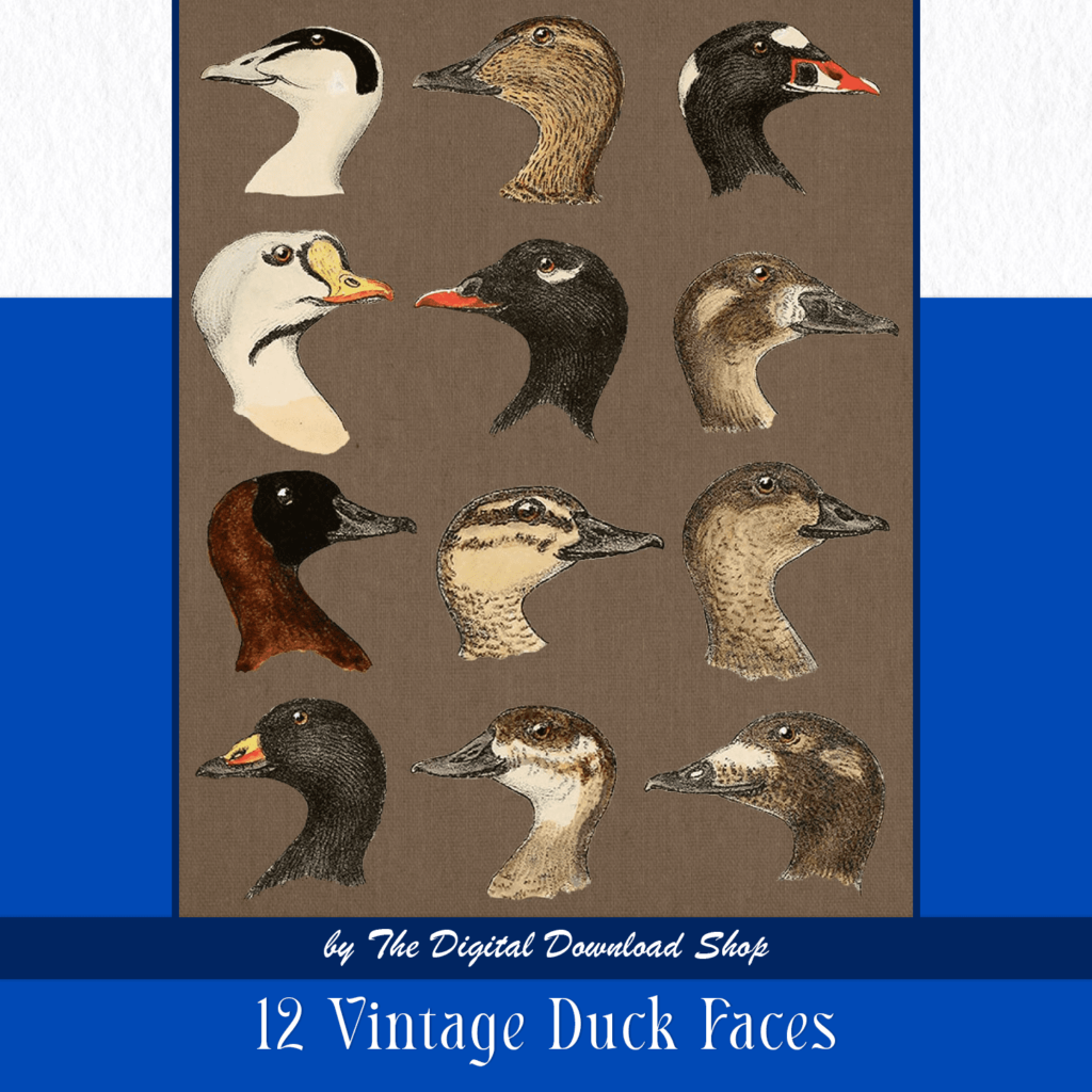 12 Vintage Duck Faces – MasterBundles