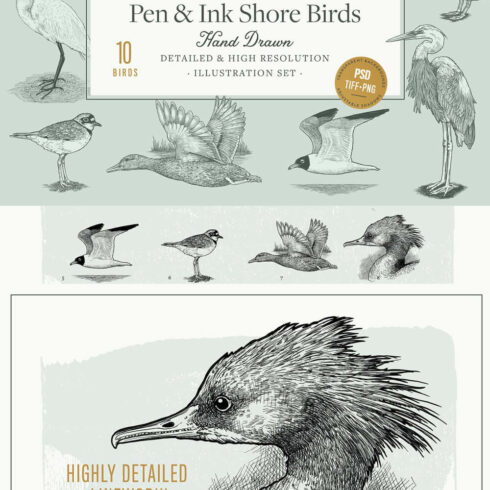 Hand Drawn Shorebirds Set | Master Bundles