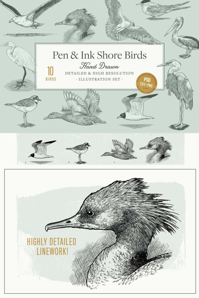 Hand Drawn Shorebirds Set – MasterBundles