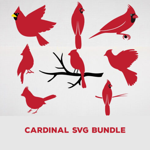 Cardinal SVG Bundle Cardinal Silhouette – MasterBundles
