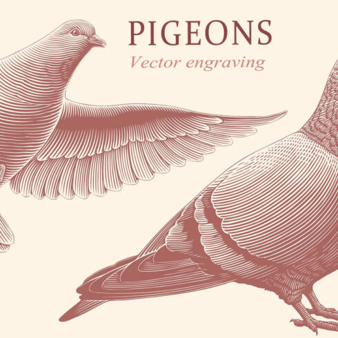 Design Set Pigeons Vector Engraving | Master Bundles
