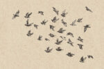 Flocks of Birds, Sketch Style – MasterBundles