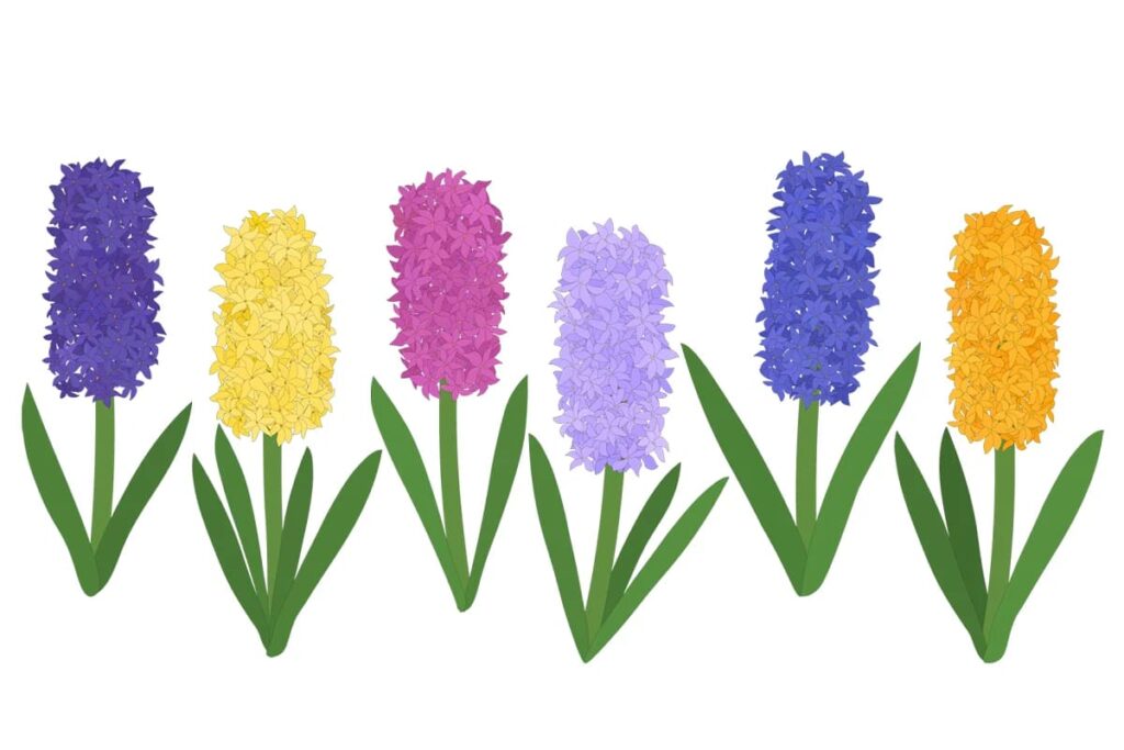 Hyacinths Flower. Hyacinths Vector – MasterBundles