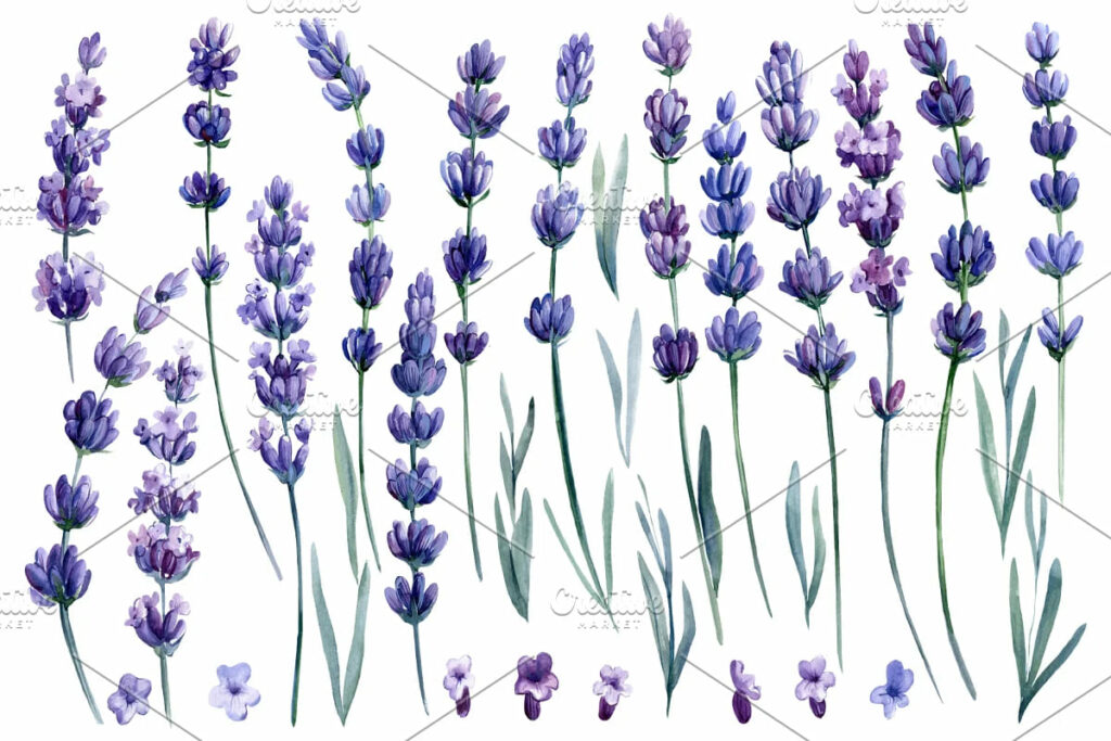 Lavender Flowers Watercolor, Clipart – MasterBundles