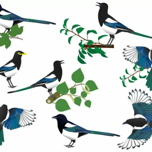 Magpie Pattern | Master Bundles