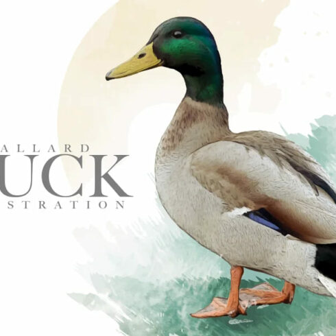 Mallard Duck Illustration | Master Bundles