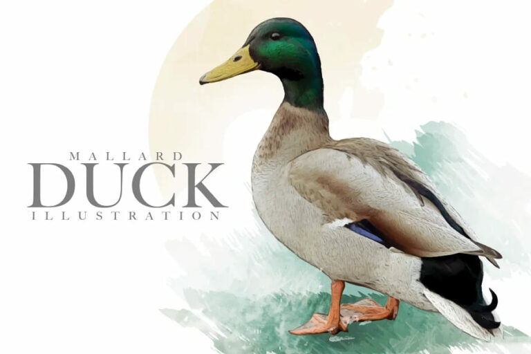 Mallard Duck Illustration – MasterBundles