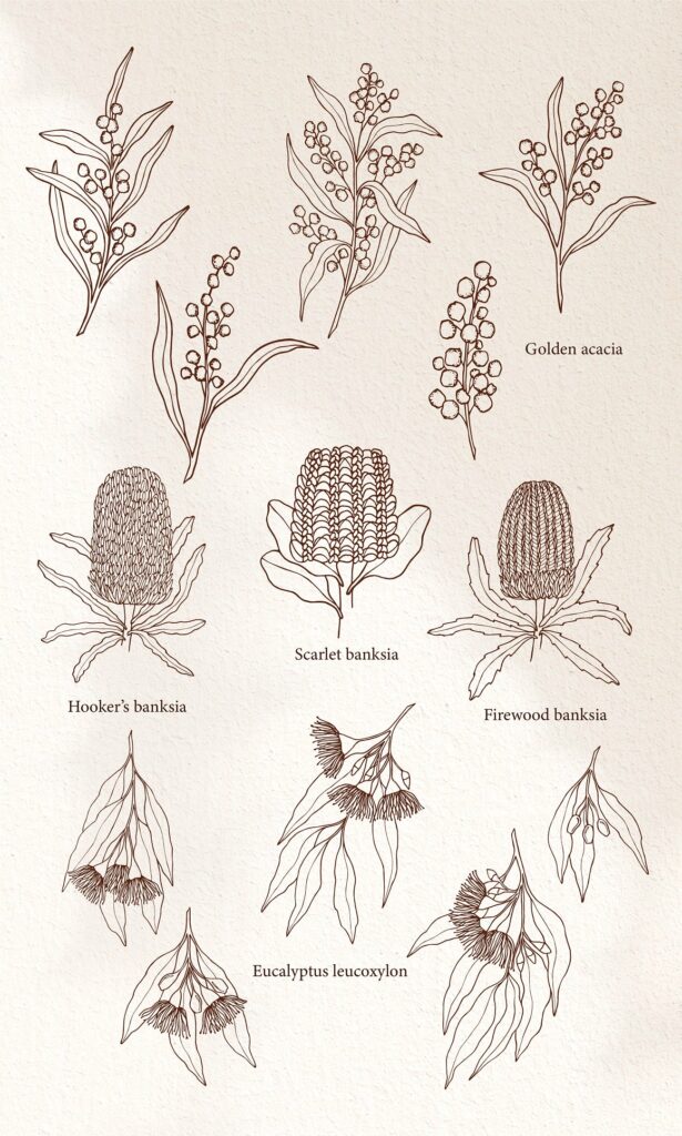 Line Art Australian Native Flowers – MasterBundles