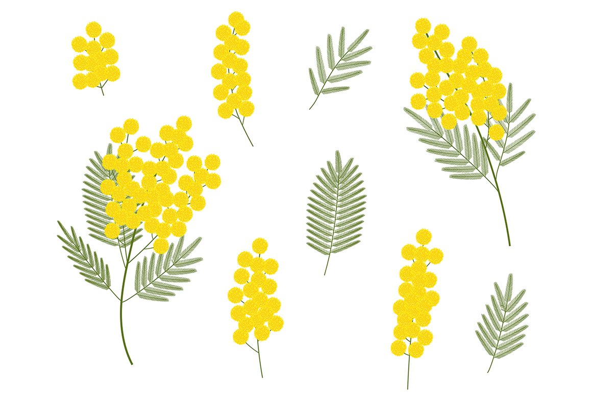 Set Of Mimosa Vector Illustrations | MasterBundles