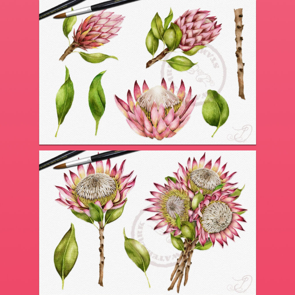 Protea Watercolor Illustration – MasterBundles
