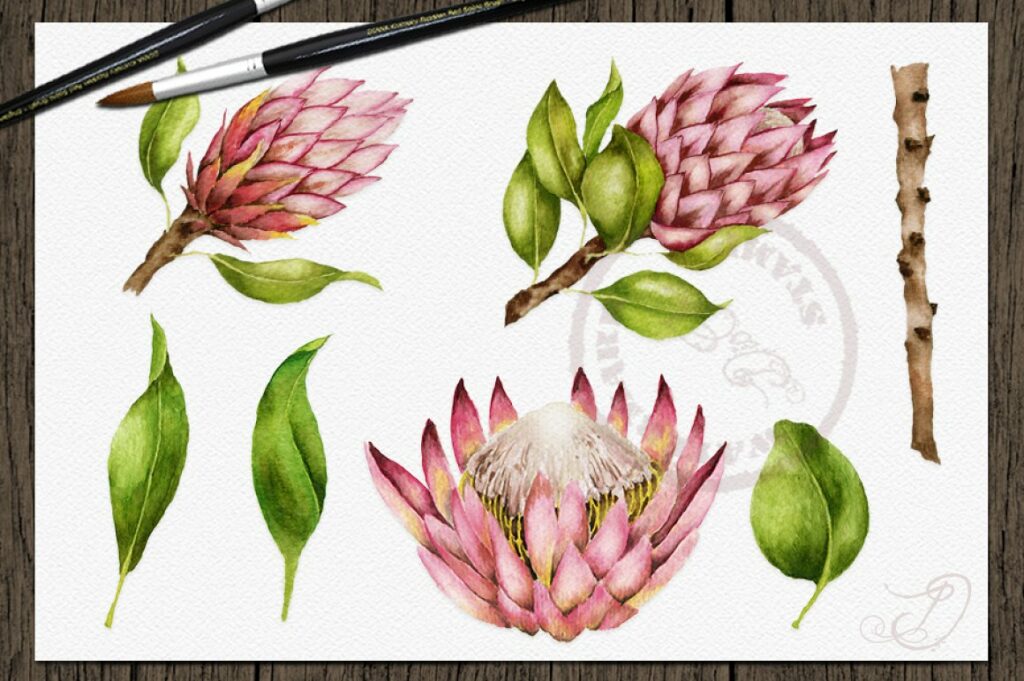 Protea Watercolor Illustration – MasterBundles