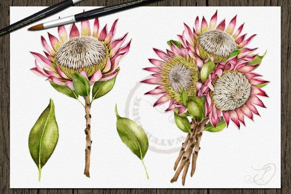 Protea Watercolor Illustration – MasterBundles