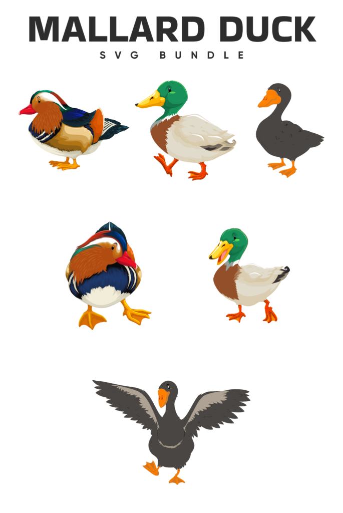 Mallard Duck SVG Files – MasterBundles