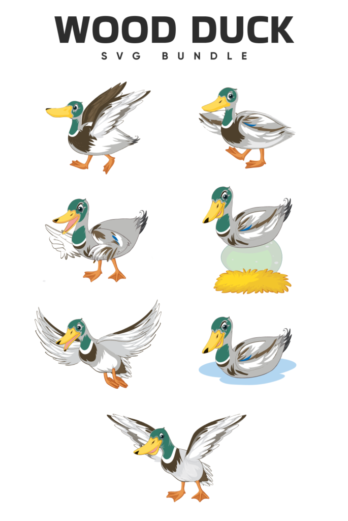 Wood Duck SVG Designs – MasterBundles