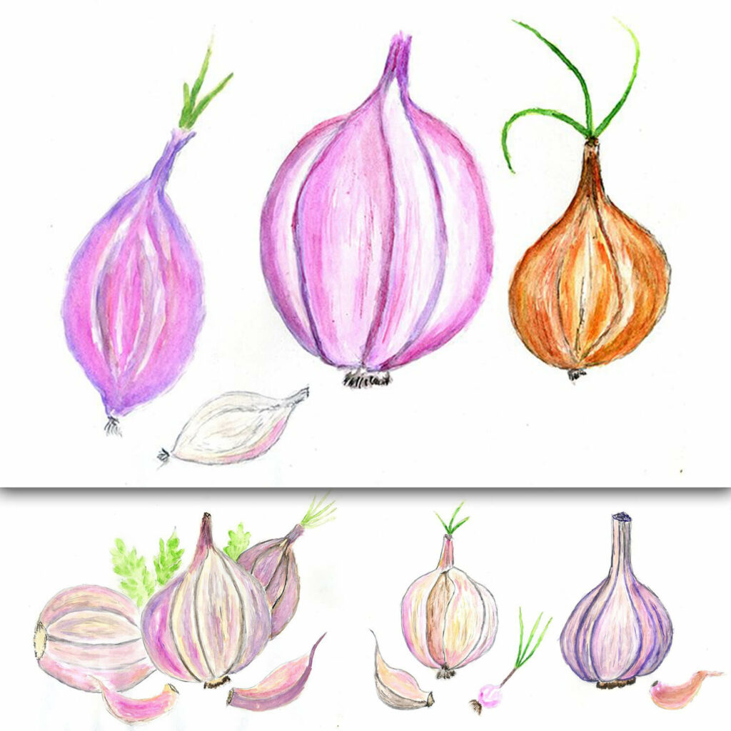 Fresh Garlic Drawing – MasterBundles