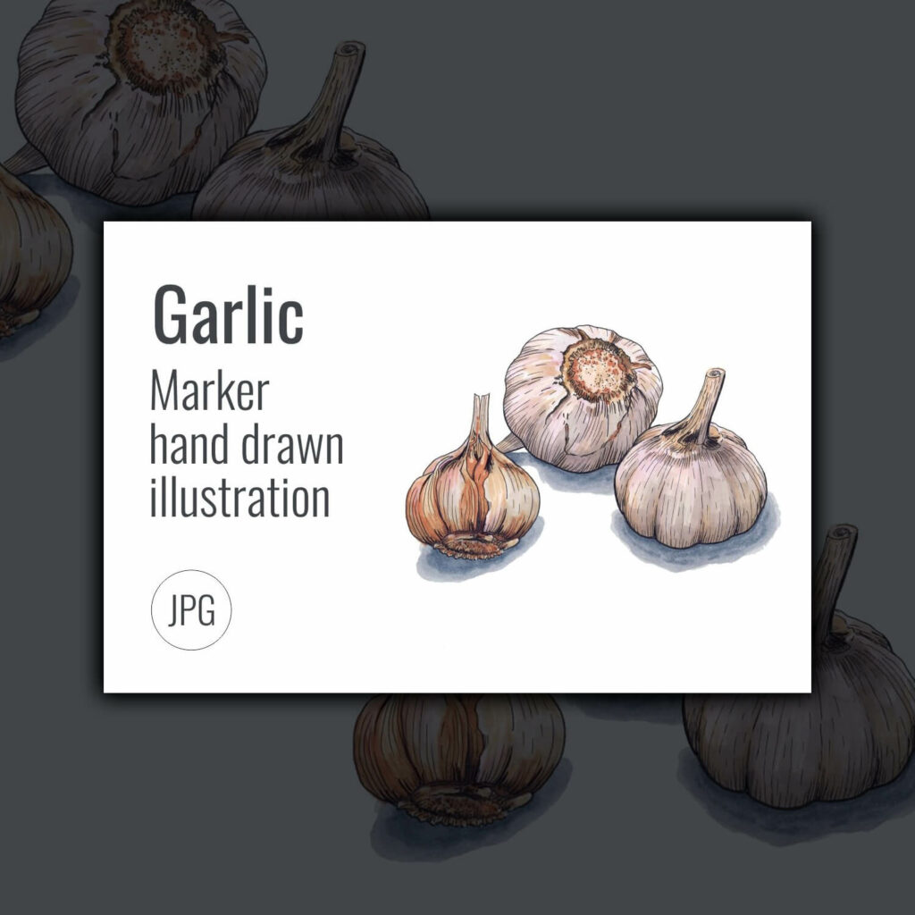 Garlic. Hand Drawn Marker Illustration – MasterBundles