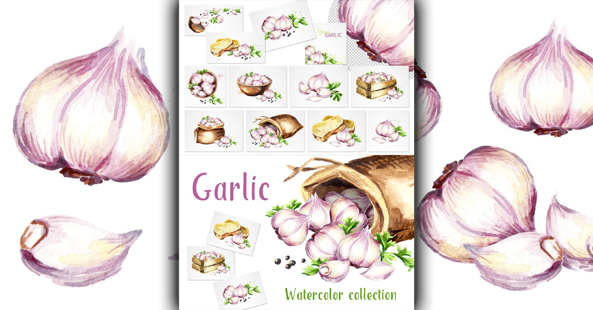 Garlic. Watercolor Collection – MasterBundles