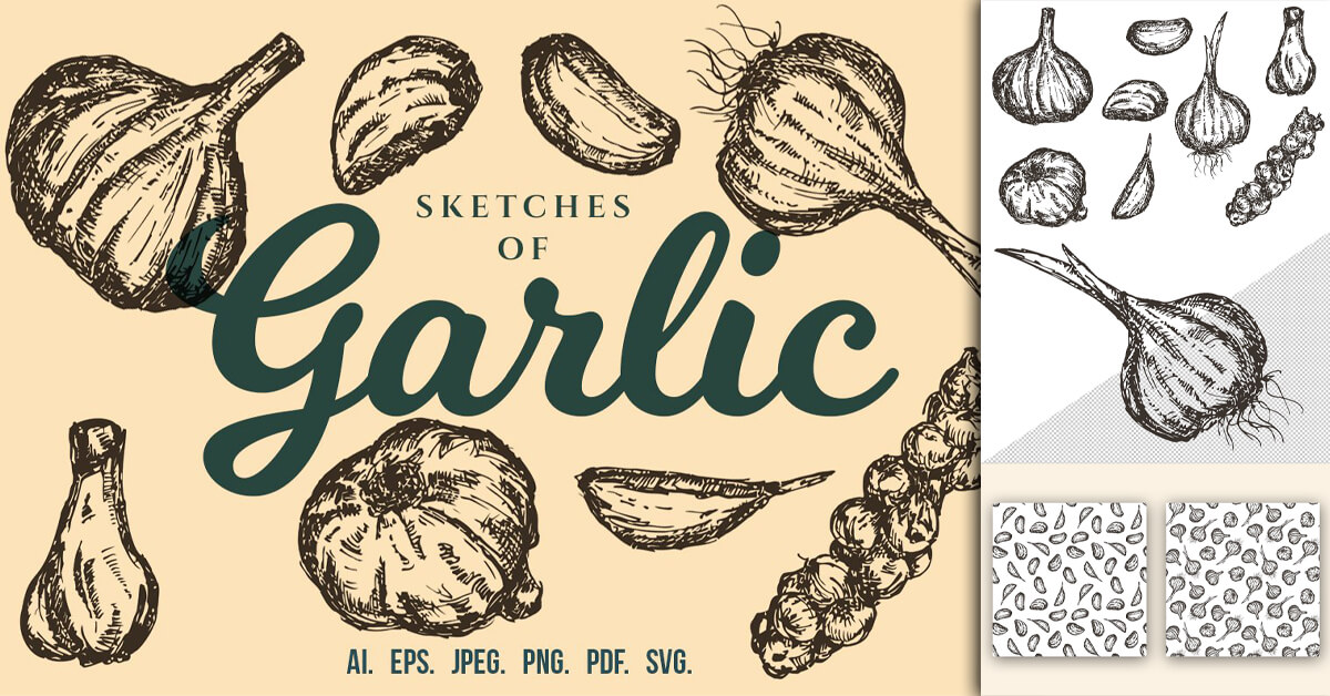 Garlic Sketches – MasterBundles
